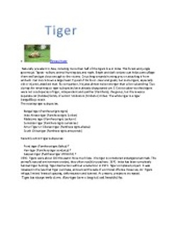 Bengal Tiger