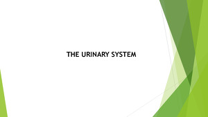 Slides About Urinary System